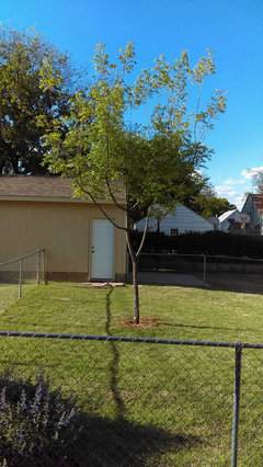 Help with spindly tree