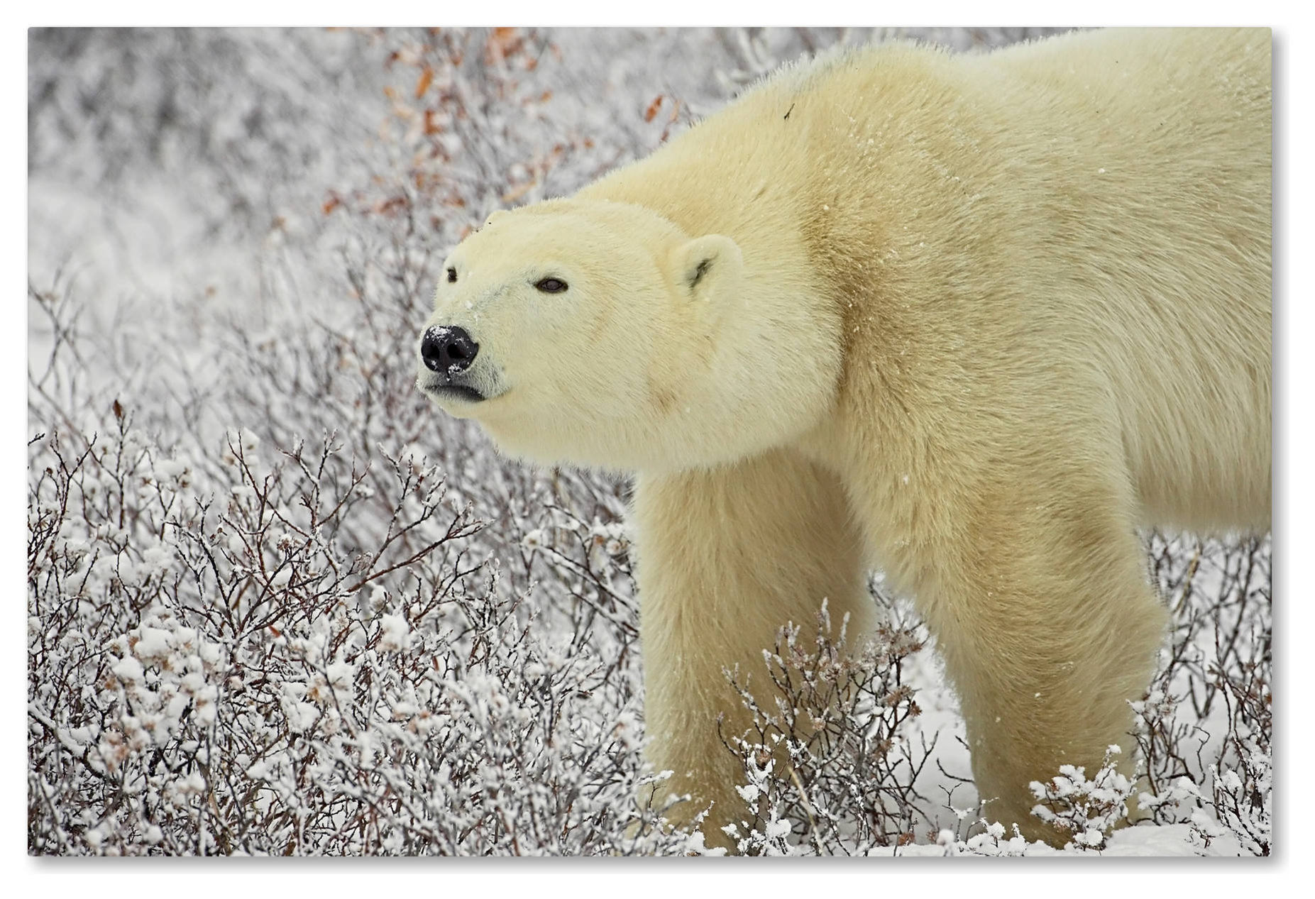 "Polar Bear 1" by Robert Harding Picture Library, Canvas Art, 22"x32 ...
