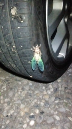 Empty bug shells in garden