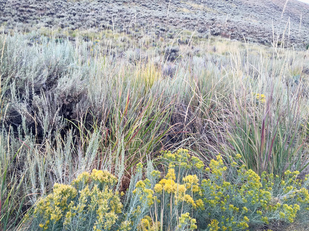 Basin Wildrye Is a Tough Native Bunchgrass With a Big Impact