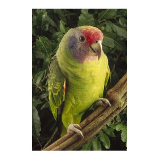 Red-Tailed Amazon Portrait, Atlantic Forest Ecosystem, Brazil-Paper Art ...