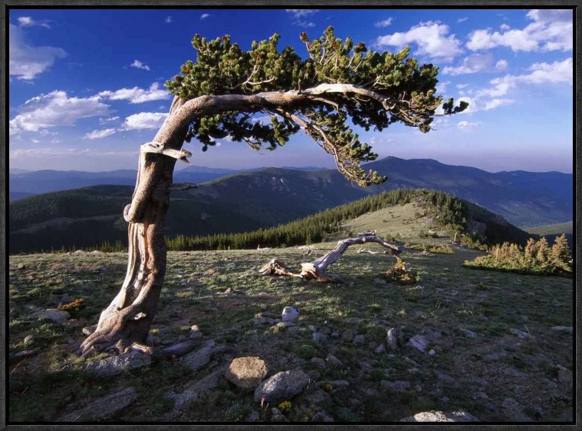 "Bristlecone pine, Mt Evans, Colorado" by Tim Fitzharris, 17x13", 24 ...