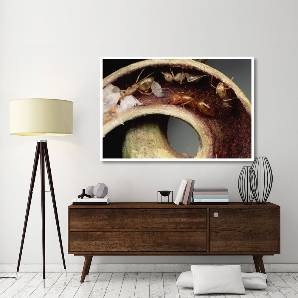 Carpenter Ants And Pupae Nest Safely In Tendril Of Carnivorous Pitcher ...