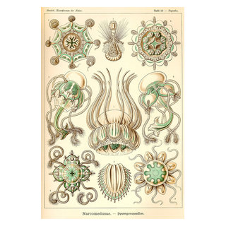 Narcomedusae - Scheiben-Strahlinge - Heliodiscus Print, 17" x 22 ...