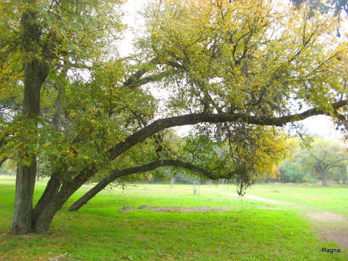 Is this an American elm tree in San Antonio TX