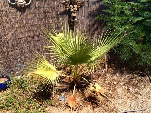 yellowing fan palm