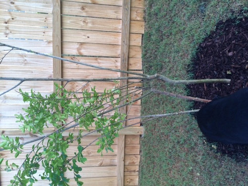 Help with New Crape Myrtles - Roots, Pruning, Growth