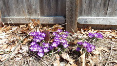 Plant Crocuses in Fall for an Early Spring Show