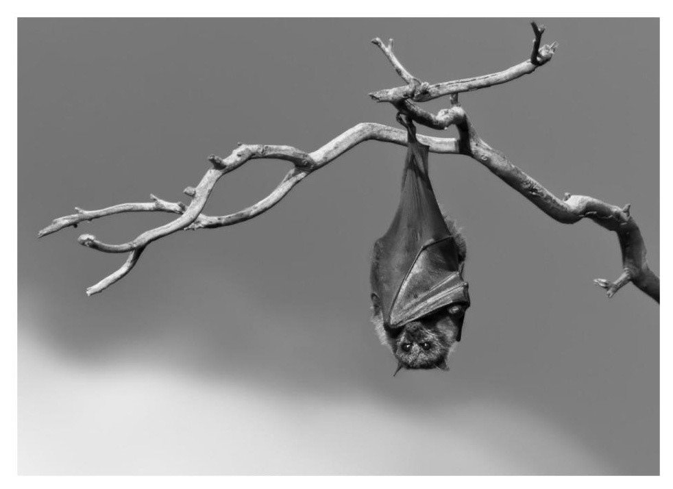 "Sleepless" Digital Paper Print by Tj Millar, 24"x18", 32"x23 ...