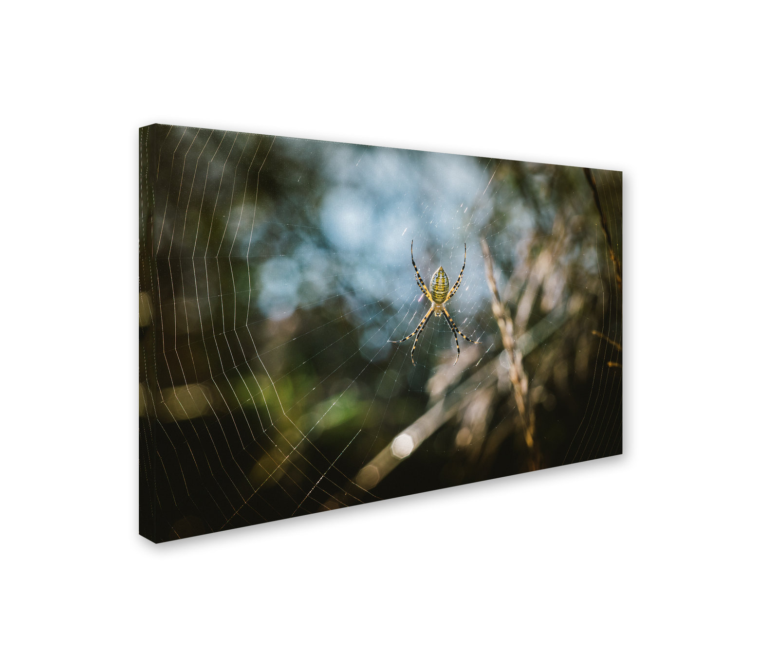 Jason Shaffer 'Orb Weaver 2' Canvas Art, 24"x 16" - Contemporary ...