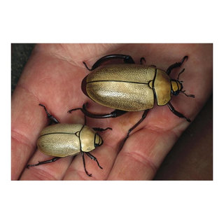 Fungus Weevil Pair, Fortuna National Park, Panama-Paper Art, 40"x60 ...