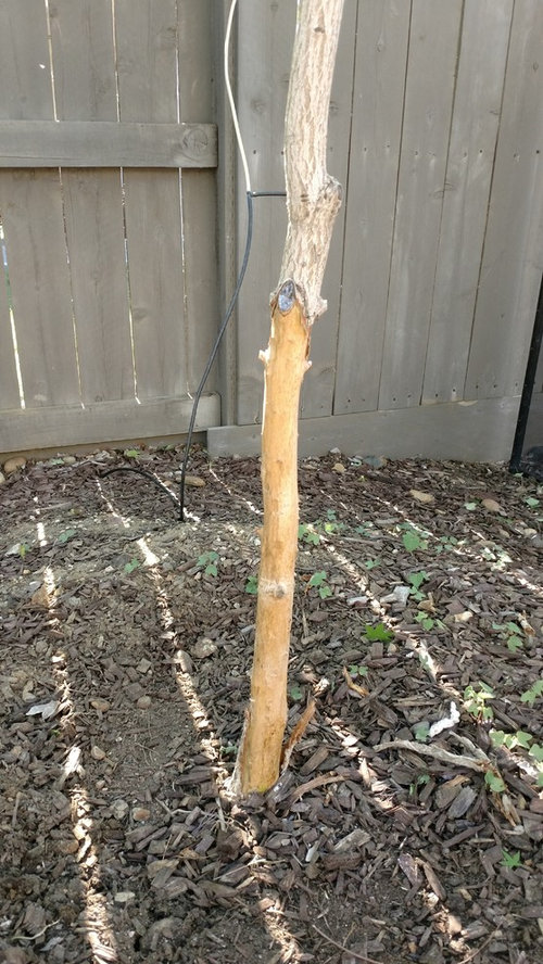 Maple tree bark