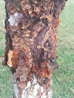 What is this jelly-like substance on my fruit trees