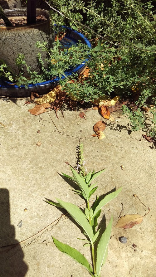 Mint family invasive