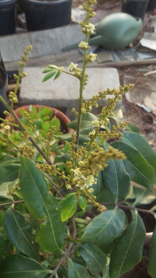 Small Logan Tree Fruiting?