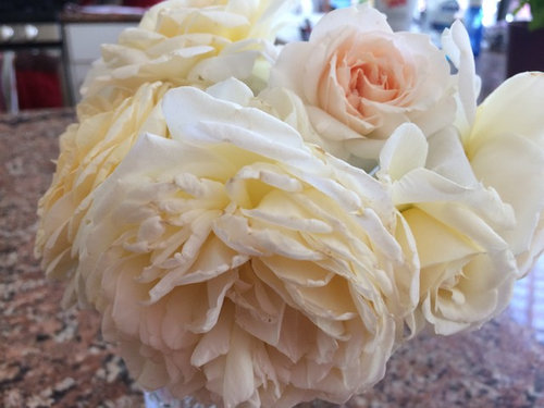 Cream Abundance and Cream Veranda