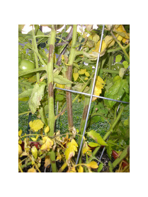 Late Blight in IL