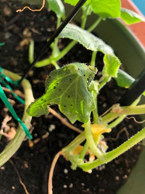 Help with my aphid problem on my cucumbers