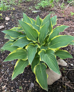 Hosta L 2022 No Lakesides