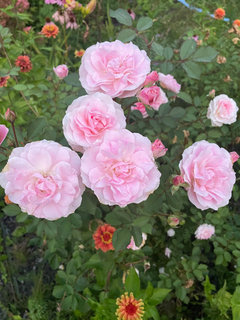 Random Garden Photos