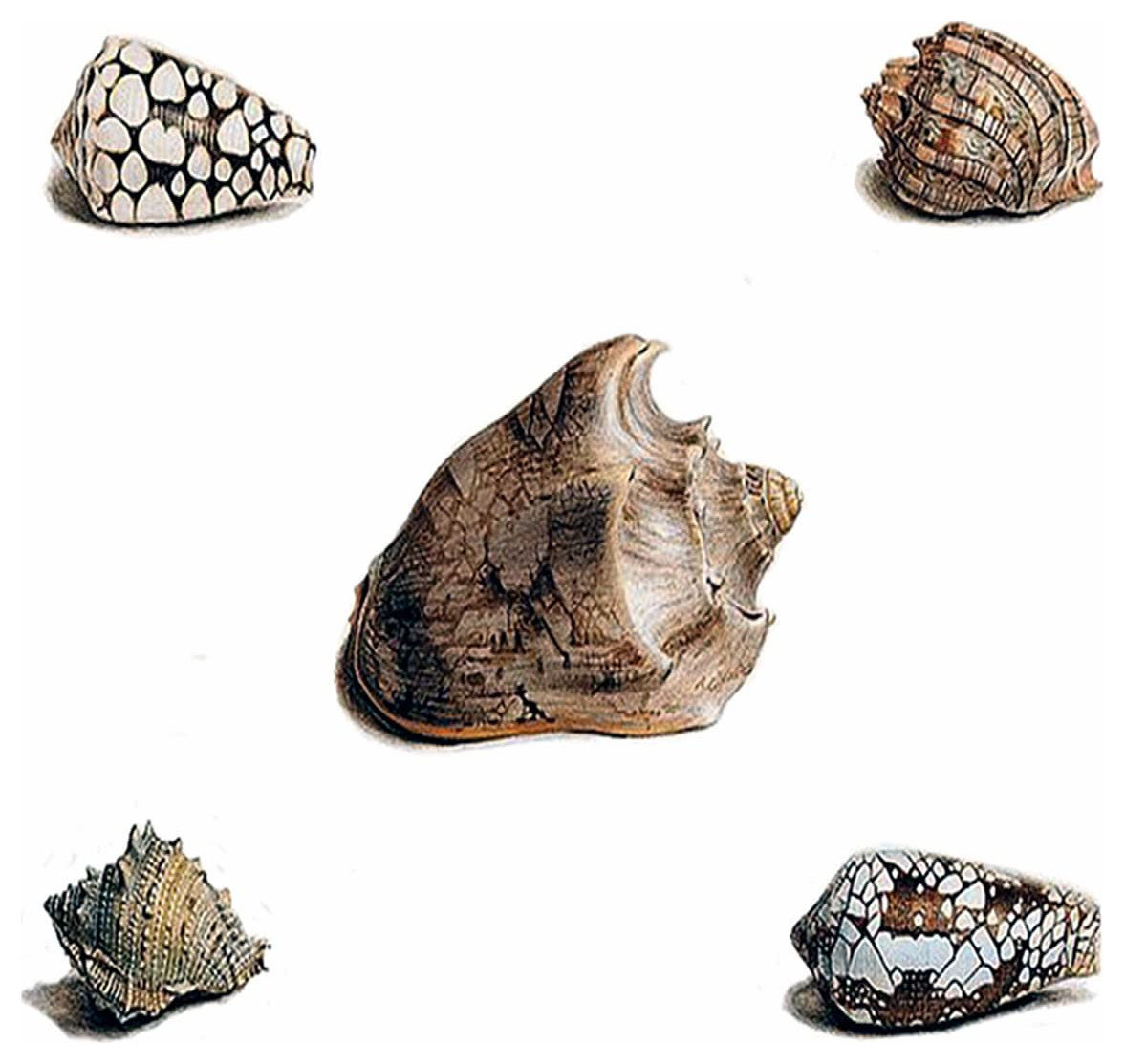 Tile Mural FIVE SHELLS van Os Accent Kitchen Backsplash, 4.25" Ceramic ...