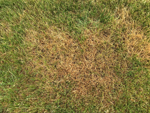 Please Help to Identify Lawn Problem