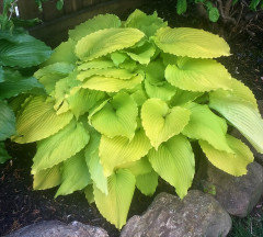 Hosta D 2020 ..............