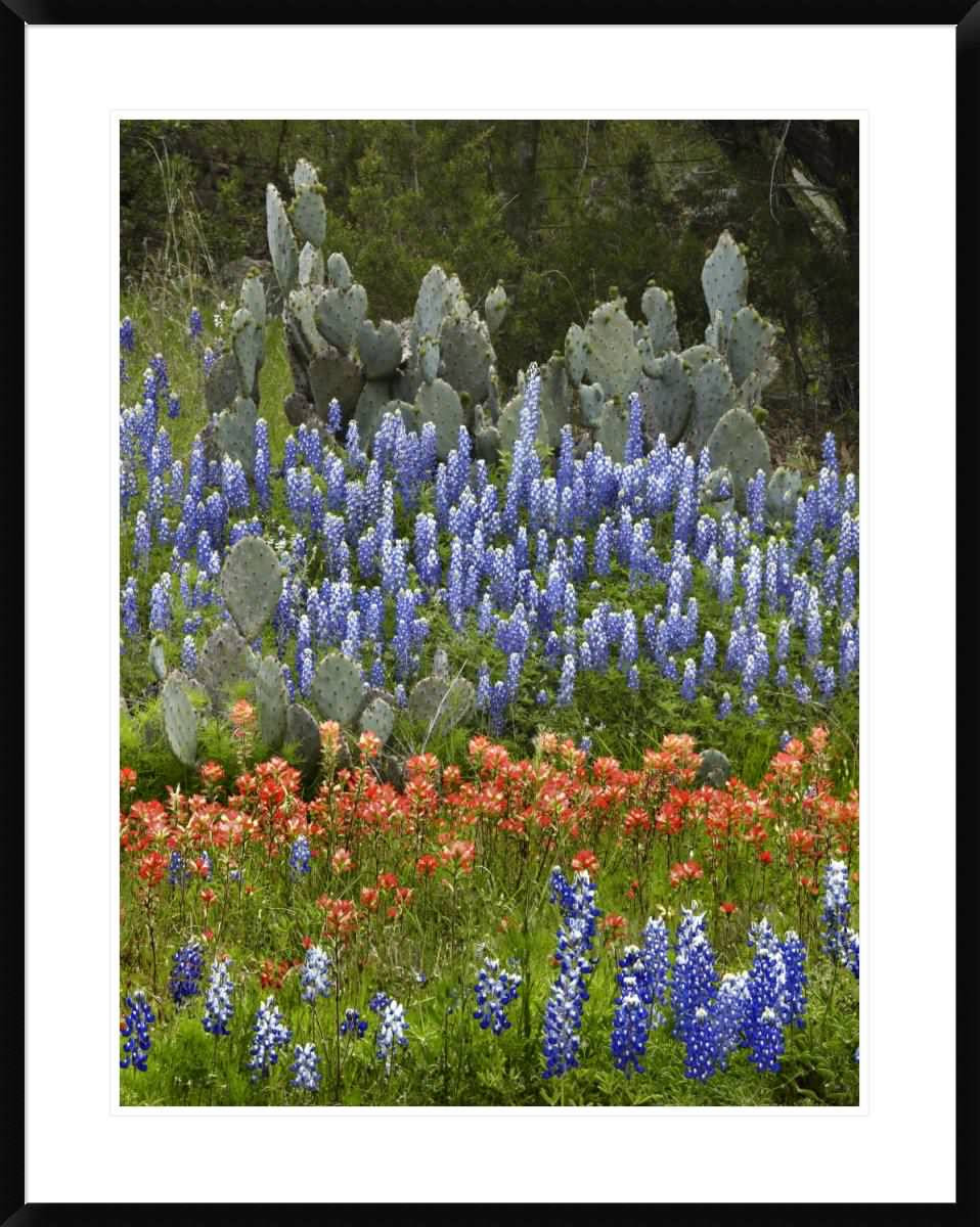 "Bluebonnet and Pricky Pear cactus, Texas" by Tim Fitzharris, 20x24 ...