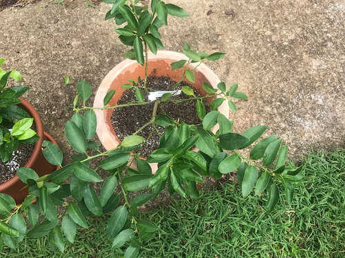Key Lime Tree - Pruning?