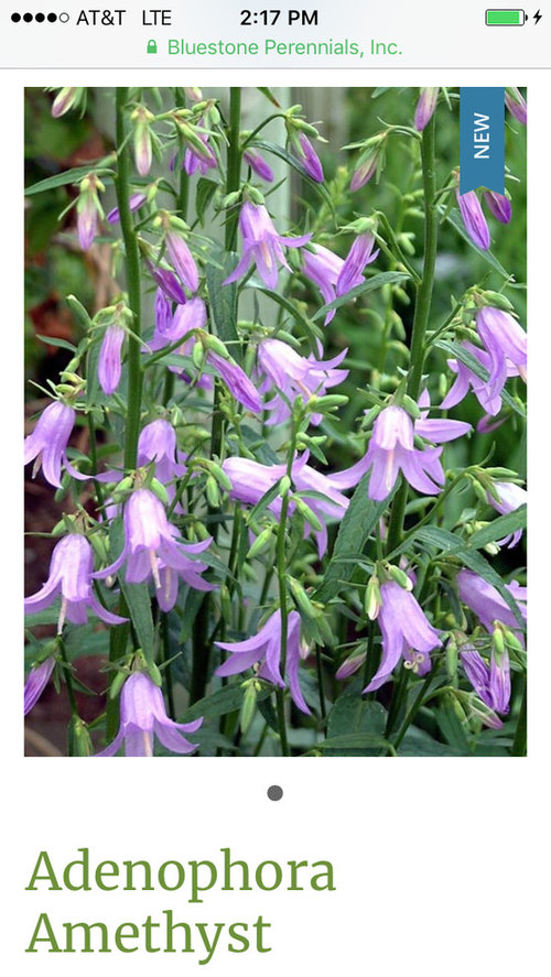 Do you grow adenophora?