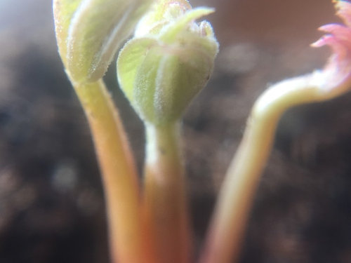 growing buckeye trees from seed