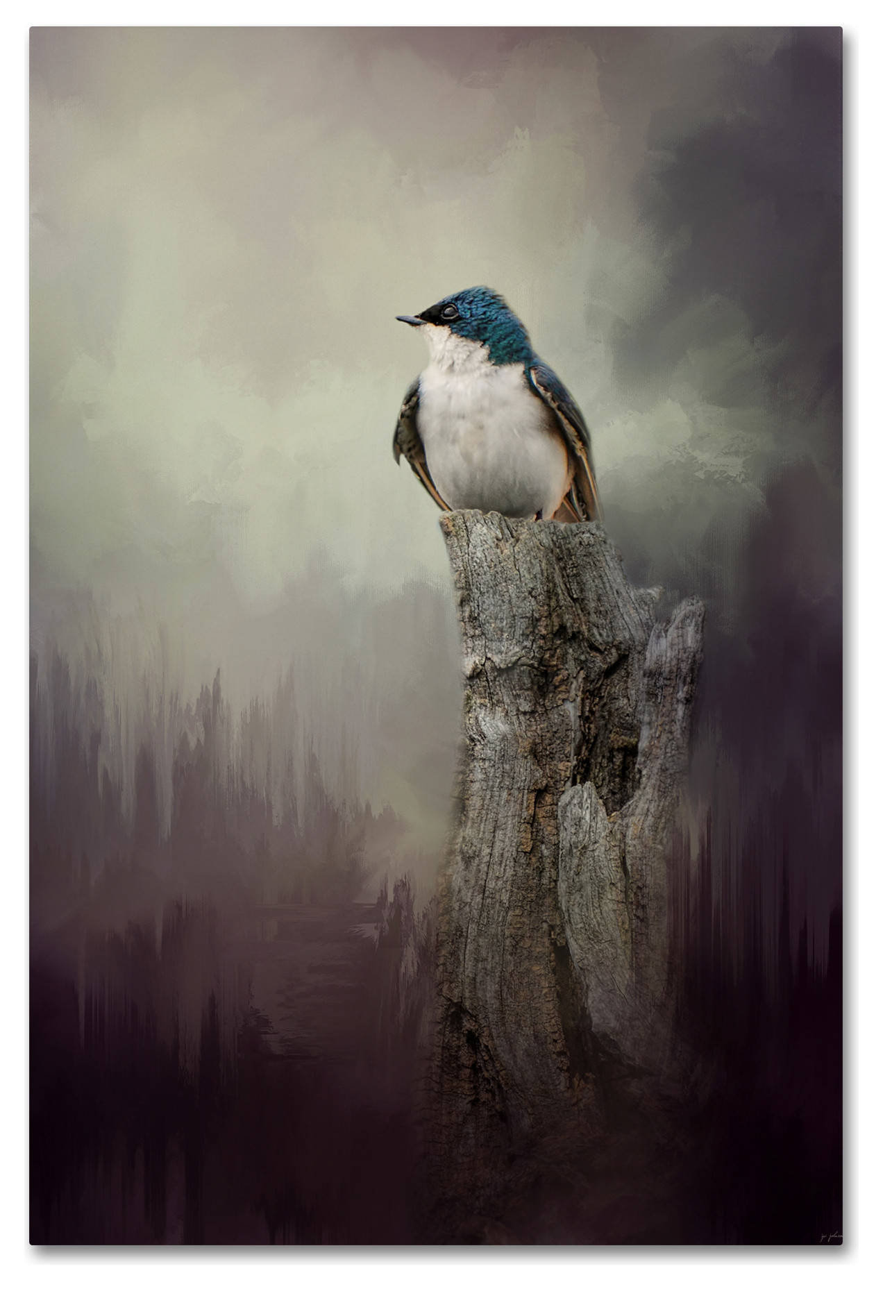 Jai Johnson 'Resting Tree Swallow' Canvas Art, 19"x12" - Contemporary ...