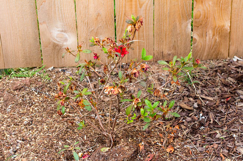 Encore Azalea Sparse Leaves...