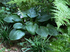 Hosta M 2021 ....................