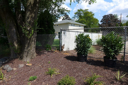 spacing for Skip Laurel | Houzz Forum
