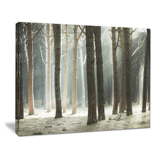 Designart - Maritime Pine Tree Forest with Rays - Oversized Forest ...