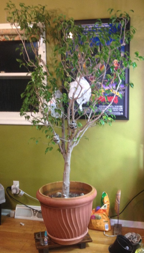 Ficus Benjamina air layer