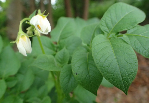 Drooping White Flowers?