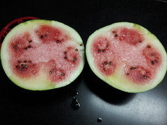 Sugar Baby Watermelon Ripeness