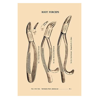 Root Forceps, 12" x 18" - Traditional - Prints And Posters - by ...