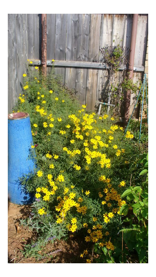 Copper Canyon Daisy?