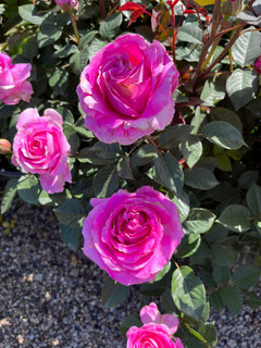 New Kordes rose here! "Raspberry Cupcake" aka KORcarmsis