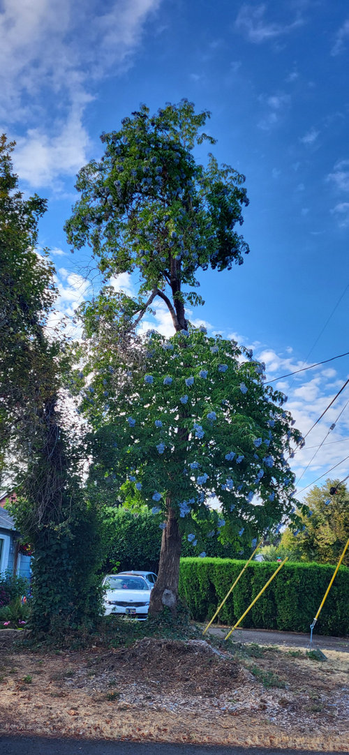 45 Foot Tall Blue Elderberry