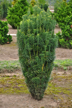 Wanted: Dwarf Upright, Narrow Conifer