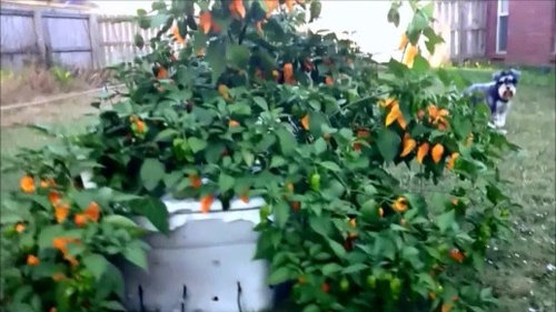 Growing BIG pepper plants in containers