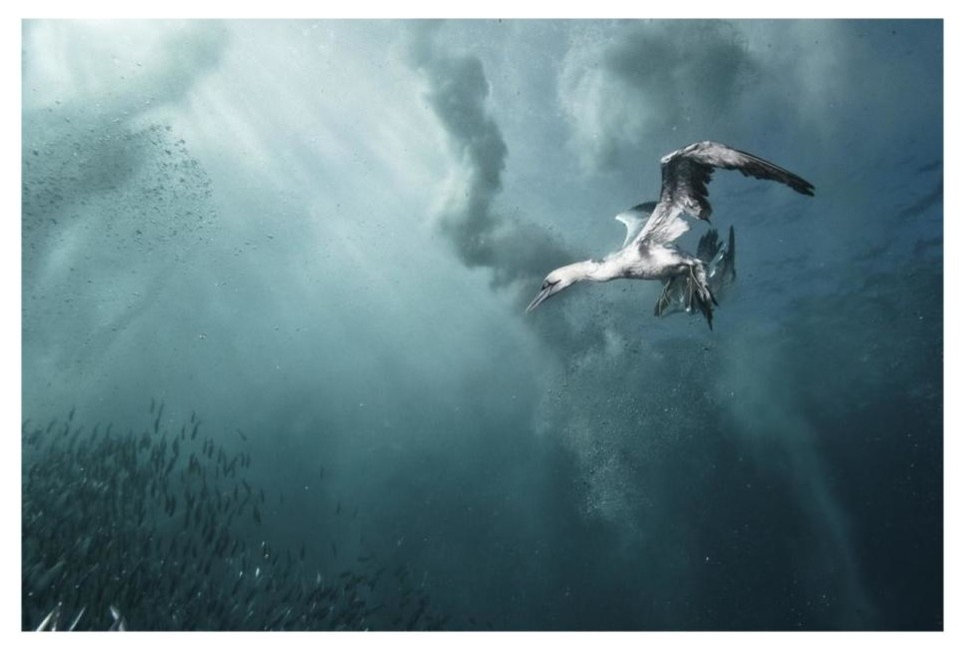 "Plunge Diver" Digital Paper Print by Alexander Safonov, 20"x14", 26 ...