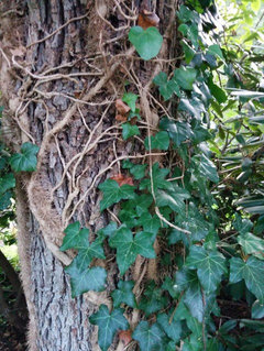 Poison ivy or something else choking my trees?