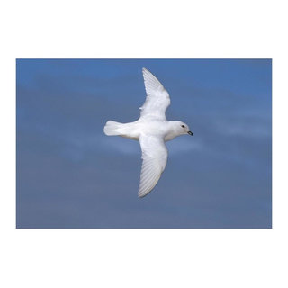 Snow Petrel Flying Near Enderby Island, New Zealand-Paper Art, 20"x30 ...