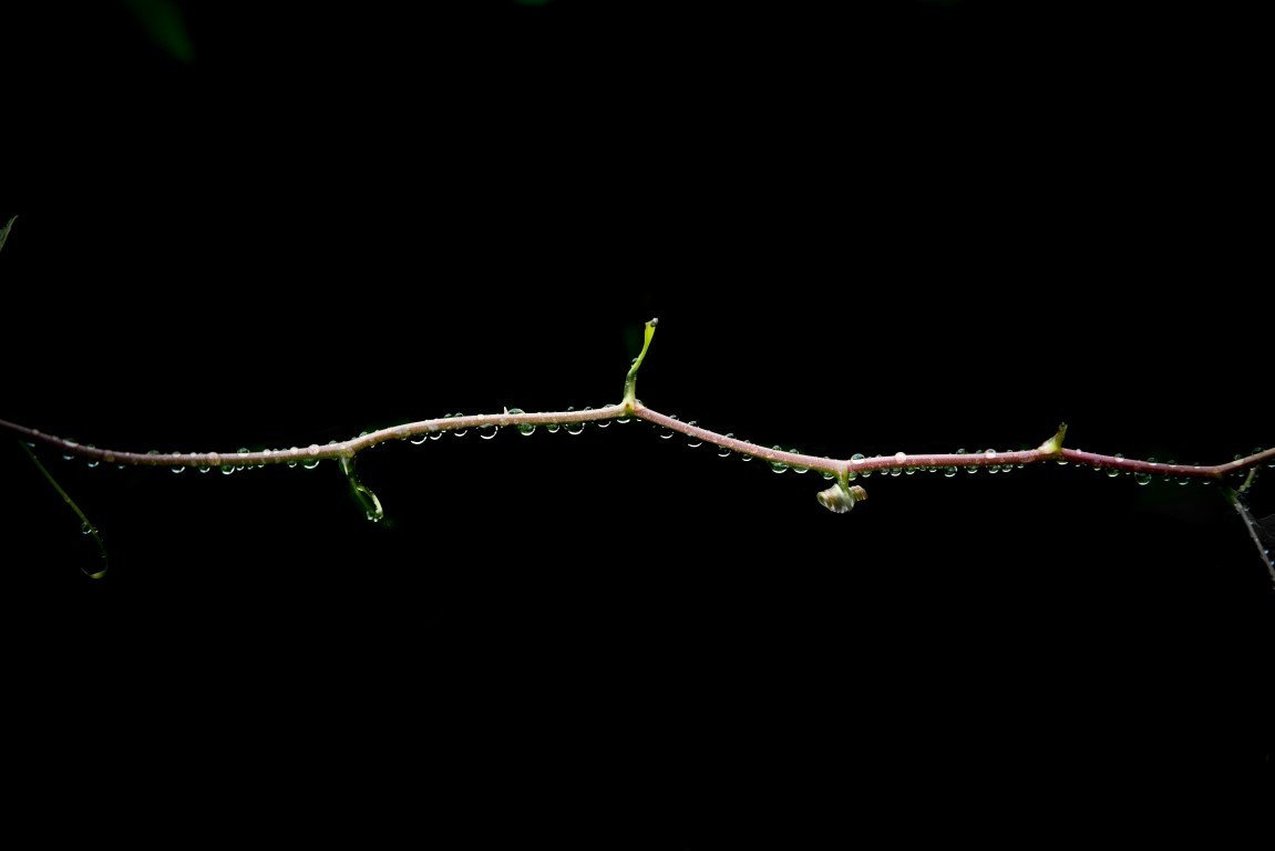 "Spring Vine" Photography by Alix Collins, 5x7 - Contemporary ...