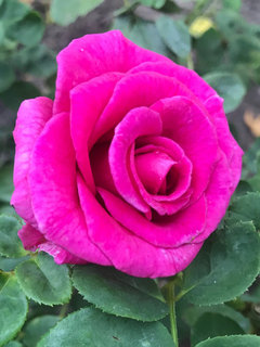 Purple Prince rose